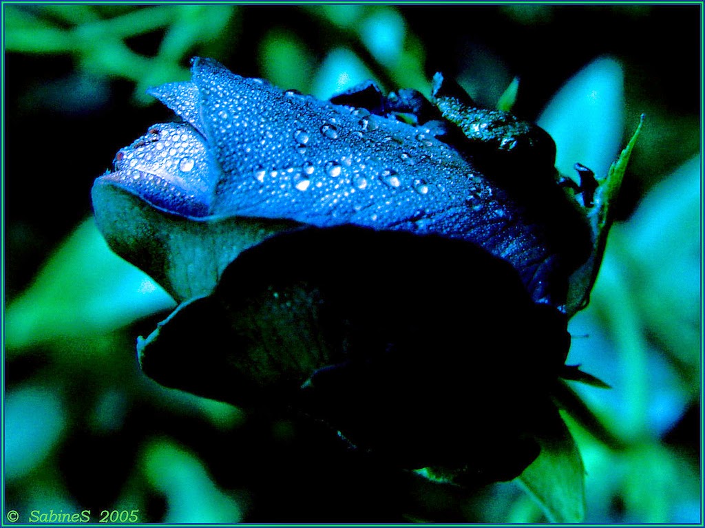 Wallpapers the most beautiful blue roses | Gallery Wallpaper HD