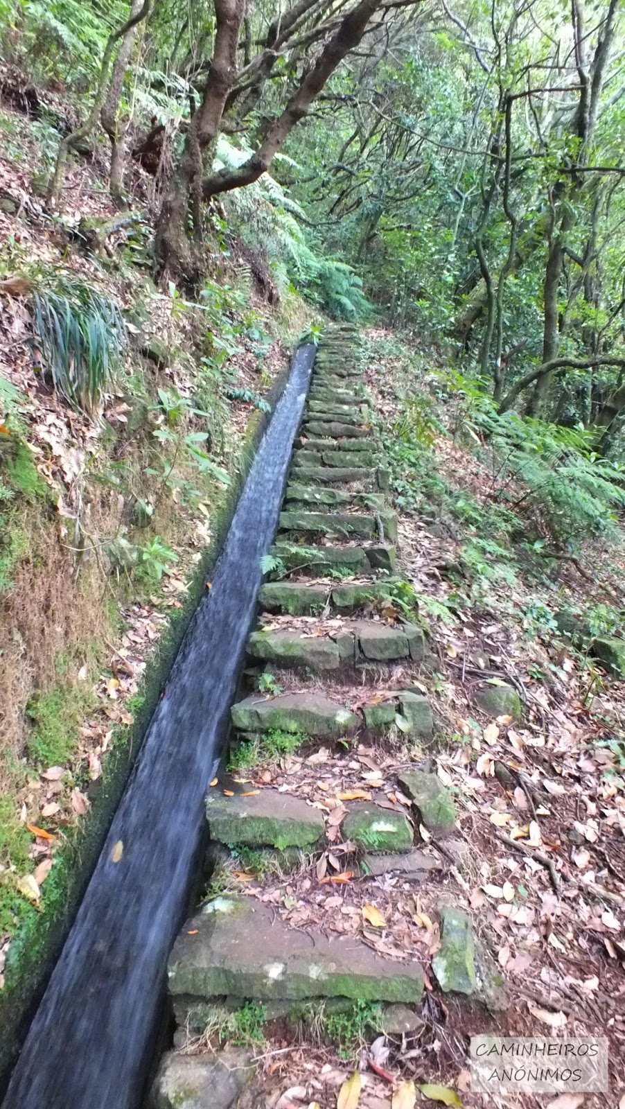 Caminheiros Anónimos Levadas da Madeira : Levada Grande (Achadas da Cruz)