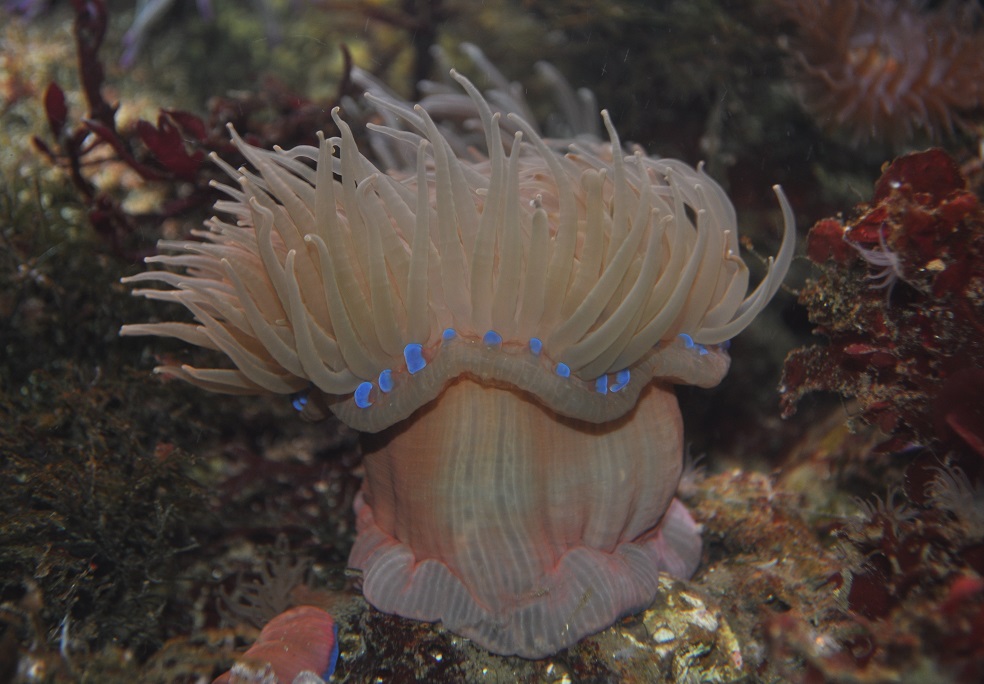 ZOOTOGRAFIANDO (6.100 ANIMALS): ACTINIA ROJA / BEADLET ANEMONE (Actinia ...