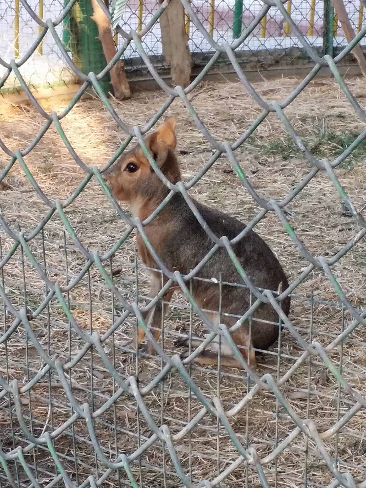 Life in Kuwait Blog: Kuwait Zoo