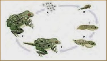 TEGUH BUDI IGK: Pertumbuhan dan Perkembangan Makhluk Hidup