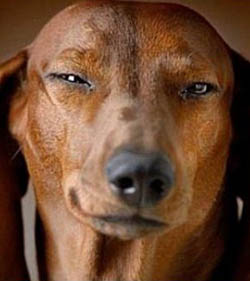 Neil Tredray's Professional Blog: NFL Predictions Week 12