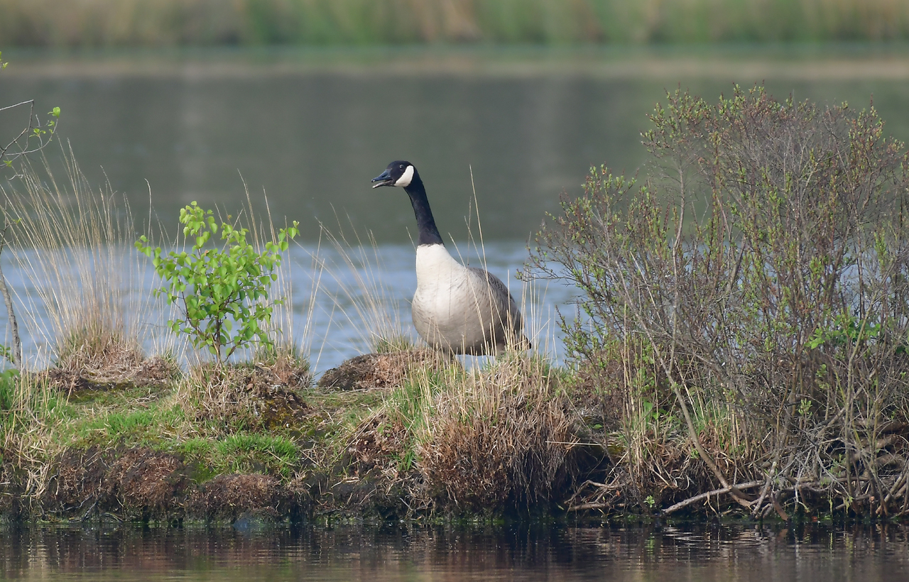 Jozef van der Heijden - Natuurfotografie: Grote Canadese ganzen op de Flaes
