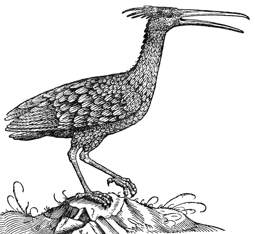 ShukerNature: STYMPHALIAN BIRDS, FOREST RAVENS, AND HERMIT IBISES ...
