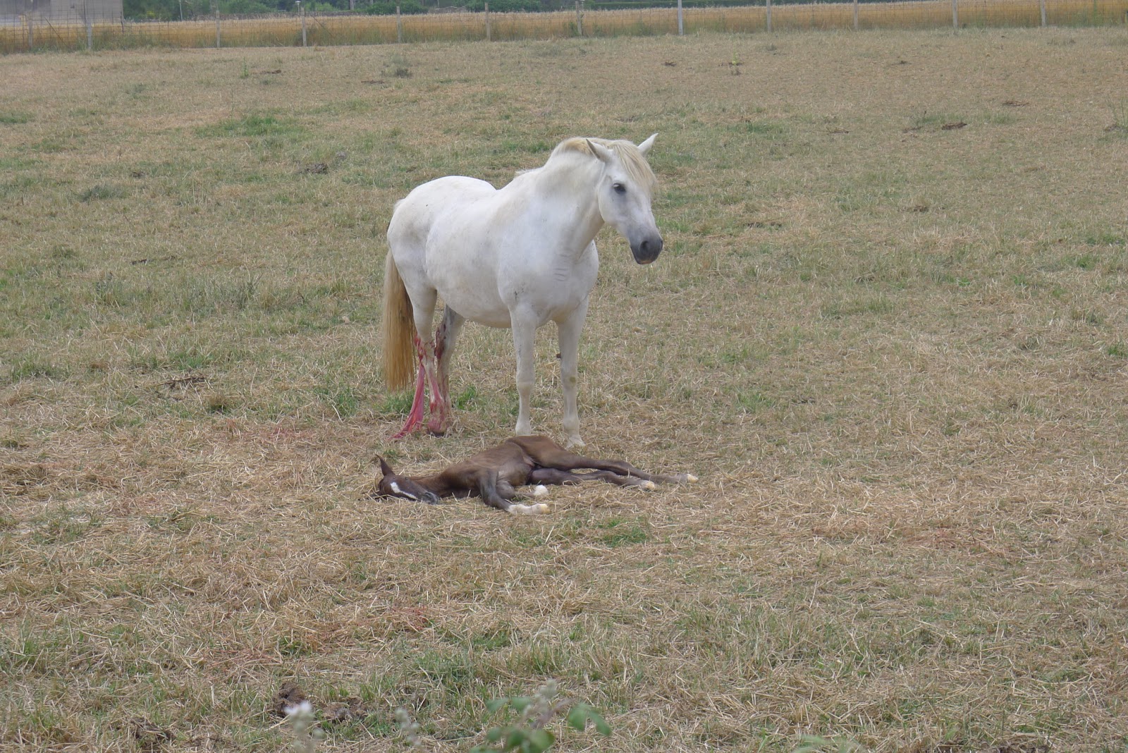 el blog d'en joan vilardell: Ha nascut un poltre