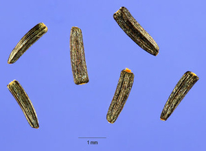 Plant Profile: Rudbeckia hirta, Black-eyed Susan