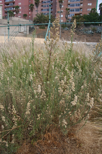 LA INVASIÓN EN EL BLOG:invasiones biológicas en Canarias.: El género ...