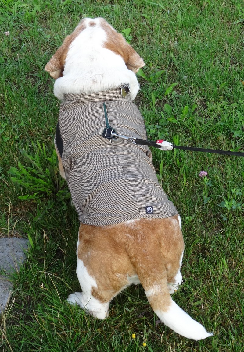 Yvonne & Sandra: PUPPICHIC.CO.UK - Macht jeden Hund sehr schick