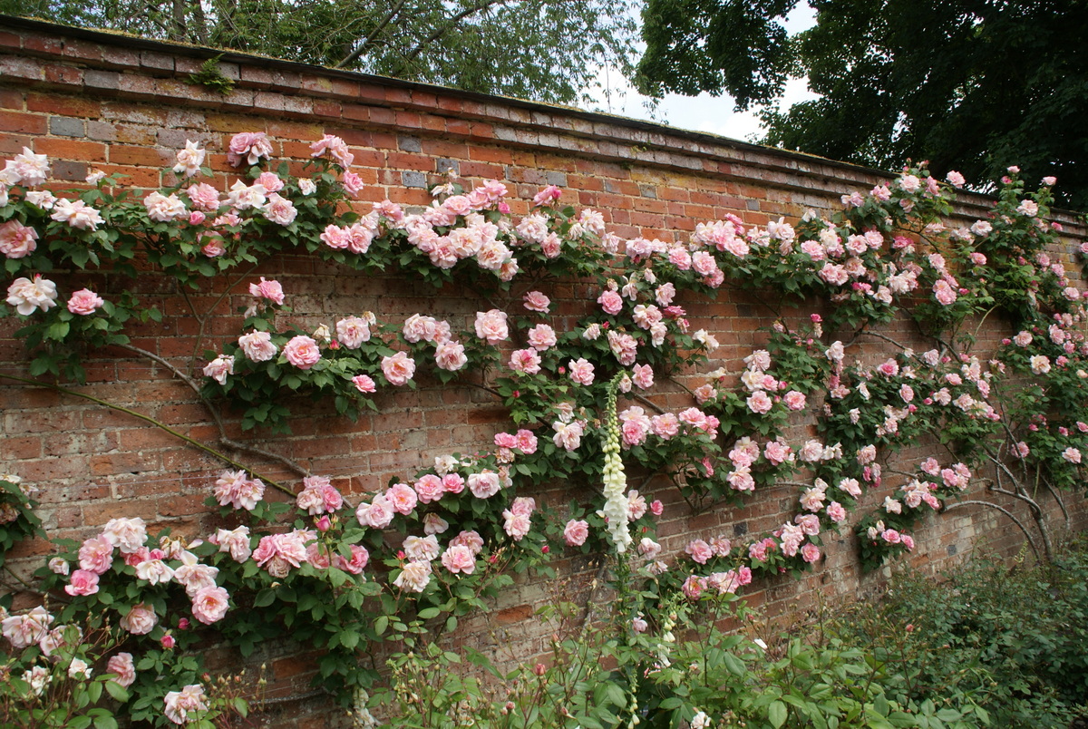 Organic Garden Dreams: Mottisfont Abbey - a Rose Lover's Paradise V