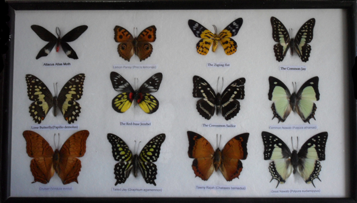 Thailand Insects &Butterflies frame: Real 12 Beautiful Mounted Framed ...