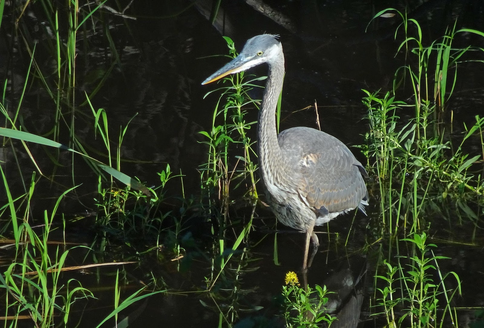 Joe's Retirement Blog: A Great Blue Heron at Green Heron Pond, Manomet ... Joe's Retirement Blog: A Great Blue Heron at Green Heron Pond, Manomet ...