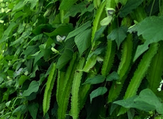 Sigarilyas Benefits and Recipe | Angat ang Makabago