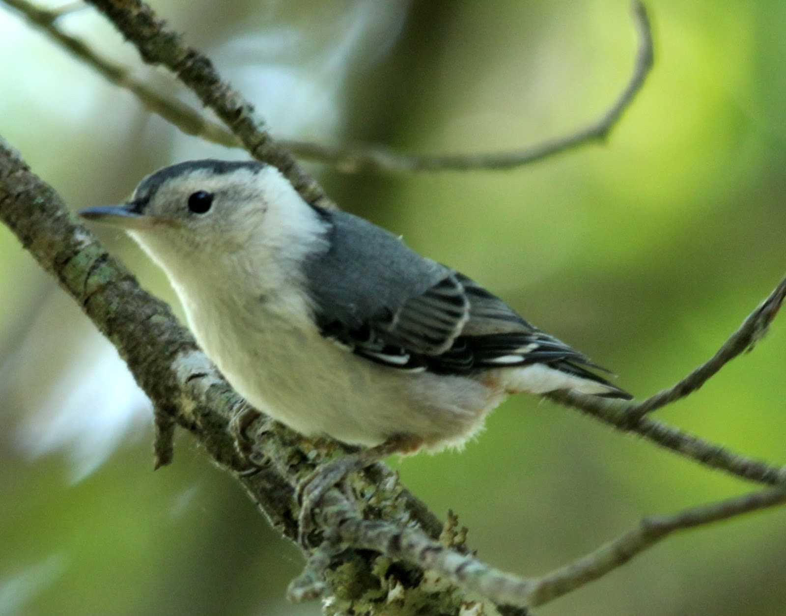 Here and There: Day 180 - 28th June 2016 - Yellow-Bellied Sapsucker ...