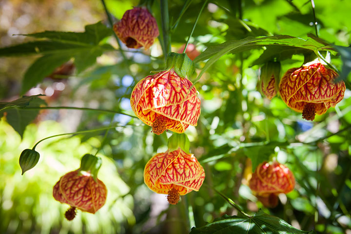 HOW TO TAKE CUTTINGS FROM ABUTILON |The Garden of Eaden