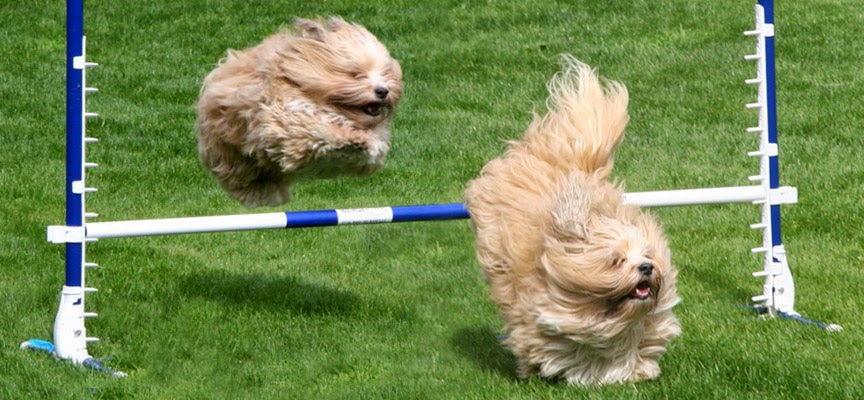 A Happy Havanese: Fun Ways to Exercise With Your Dog