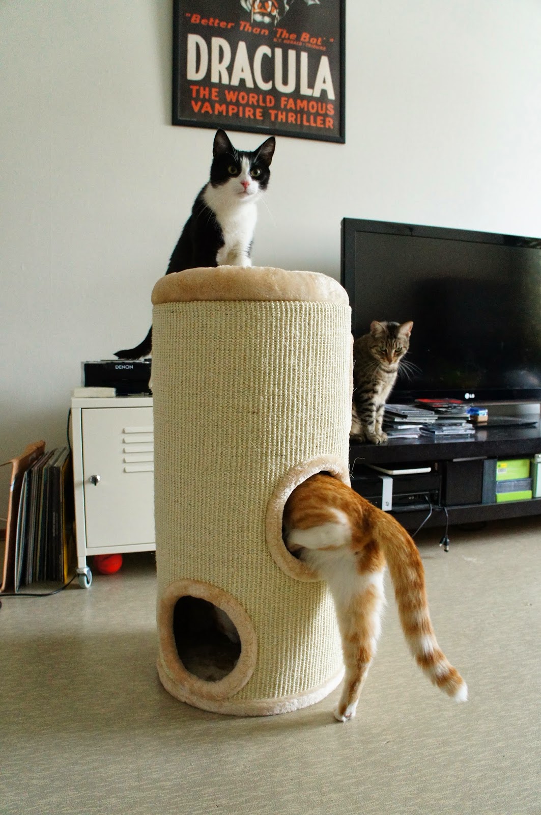 Tynny ja kipeä hammas – Kisu