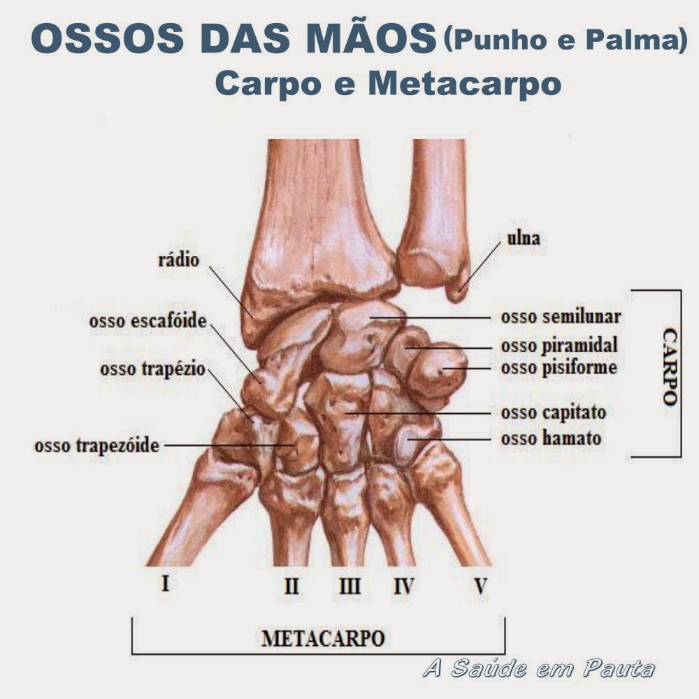 Nomes Dos Ossos Do Corpo Humano