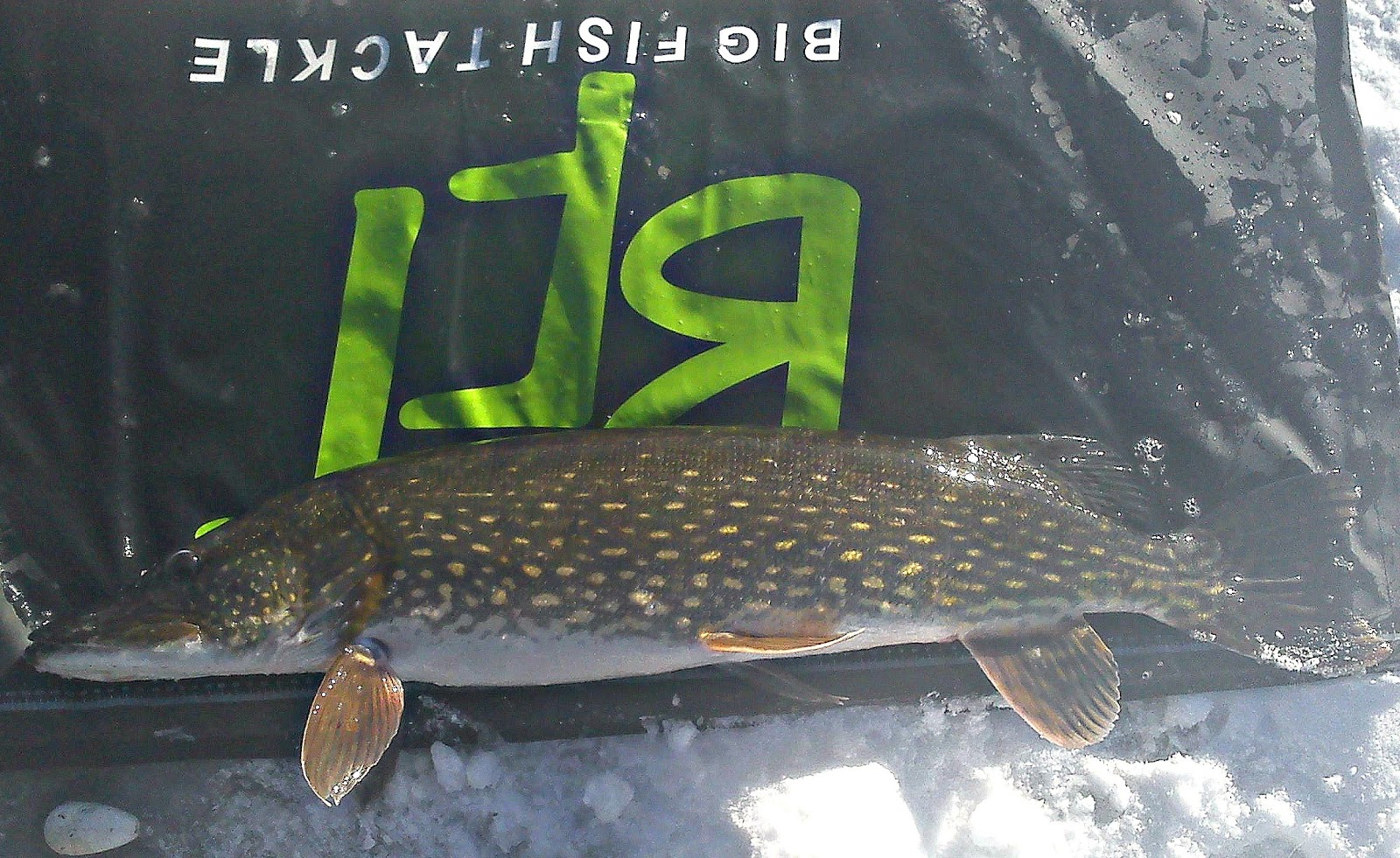 Predatorfishing my way by Luis Rasmussen. Sveriges ledande och ...