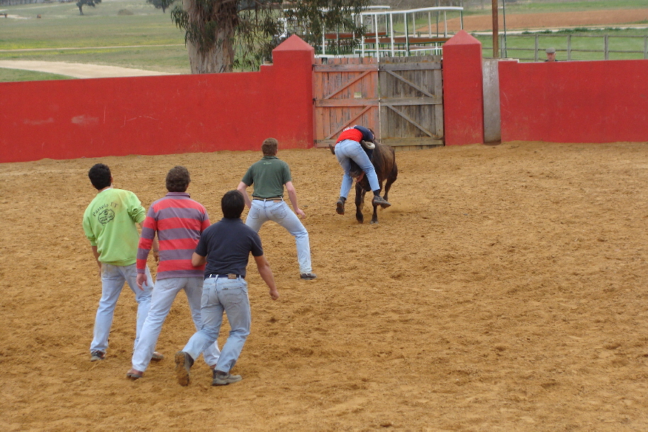 PLANETA DOS TOUROS - Para Aficionados: Treino de Forcados na Barroca d’Alva