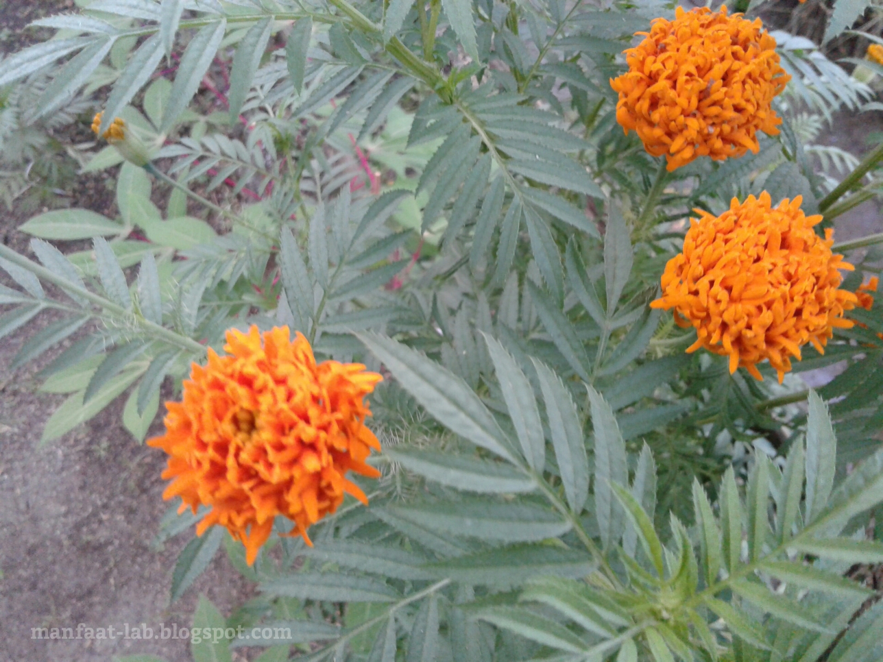 Kembang telek lencong - Manfaat-Lab