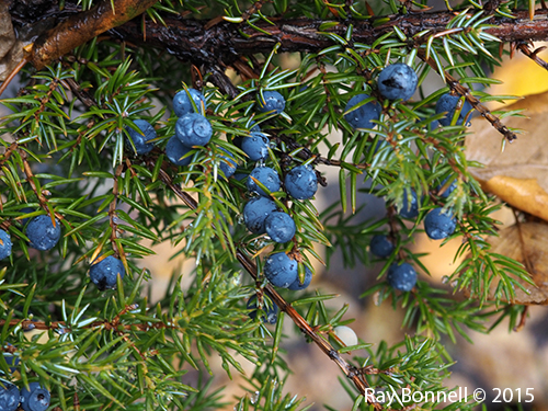 Sketches of Alaska: Bumper crop of juniper berries - September 2015