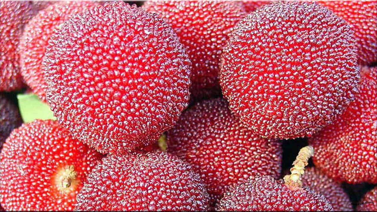 Nih Nama Buah Dari Abjad Y - Bermanfaat Buah