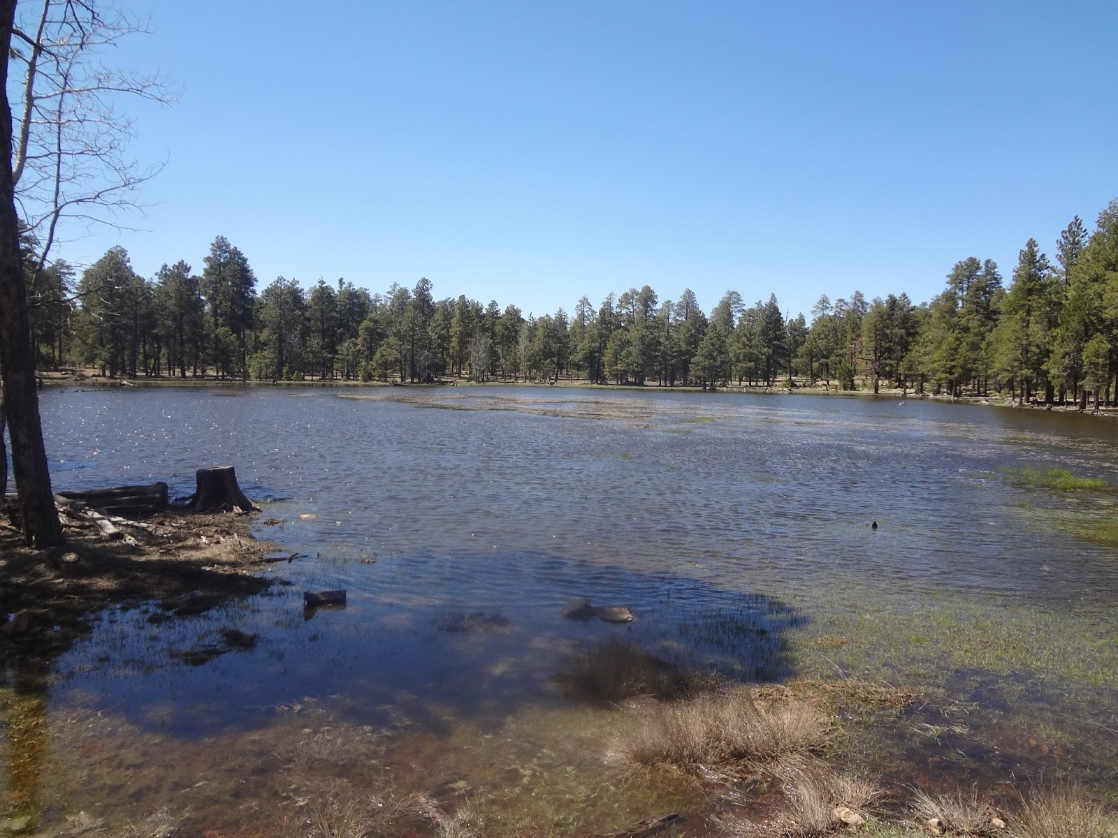 The travels of the Rambling Roses: Overgaard/Heber to Payson Arizona ...