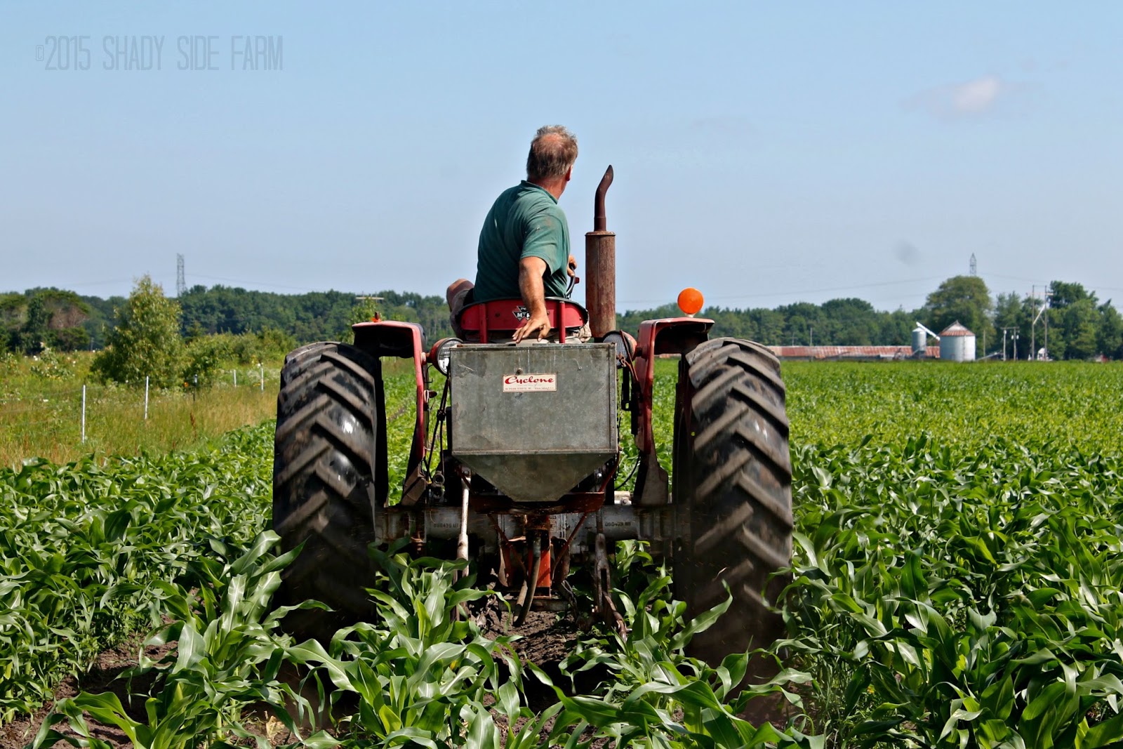 Clover Cover Crop