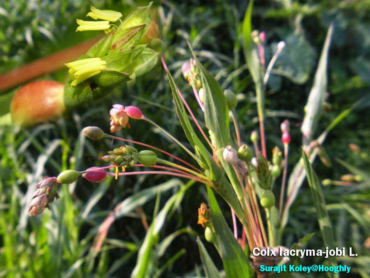 Medicinal Plants: Coix lacryma-jobi, Job’s Tears, adavi guruginja Gavedhuka