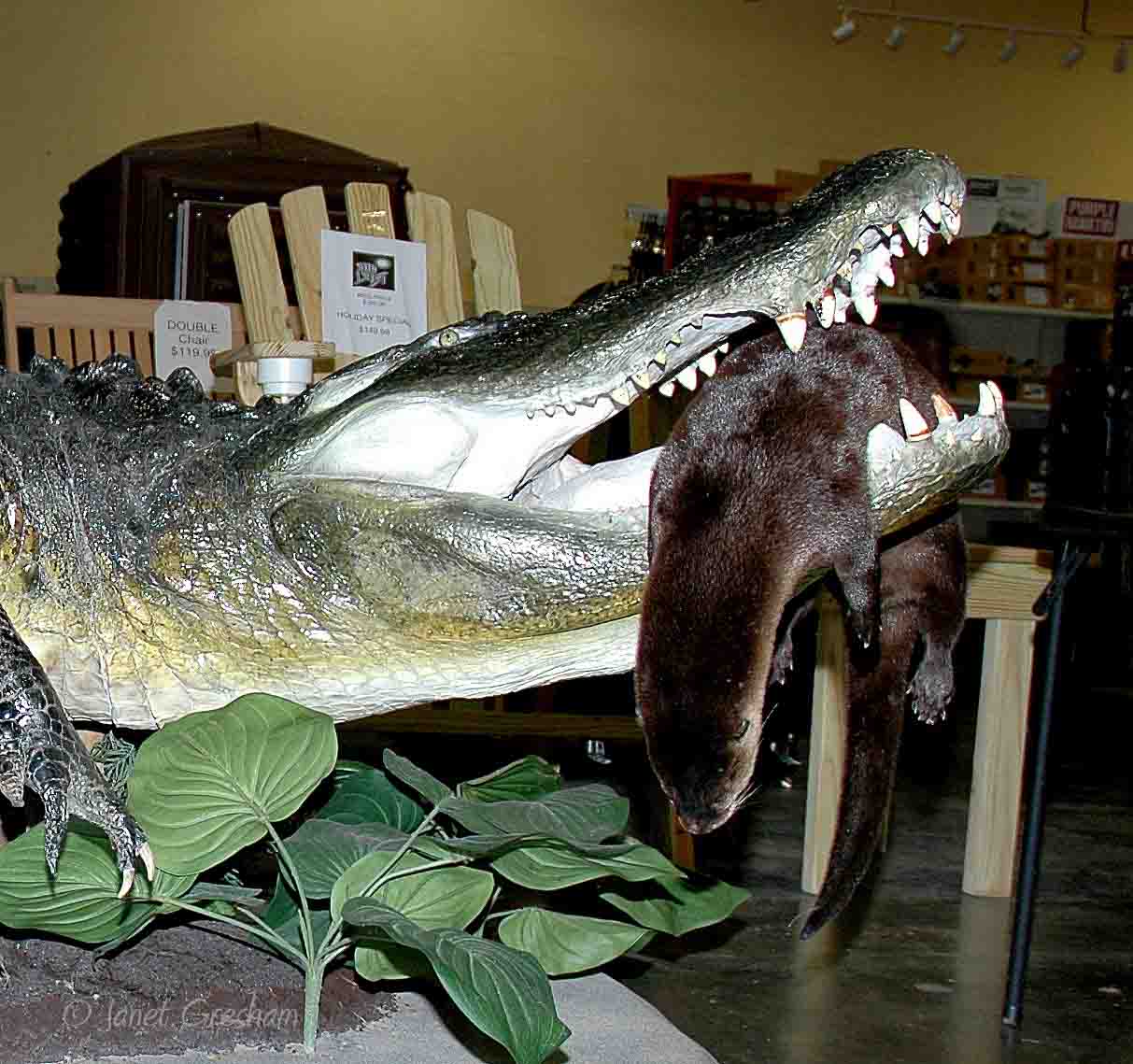 Selma, Ala. Daily Photo: State Record Alligator