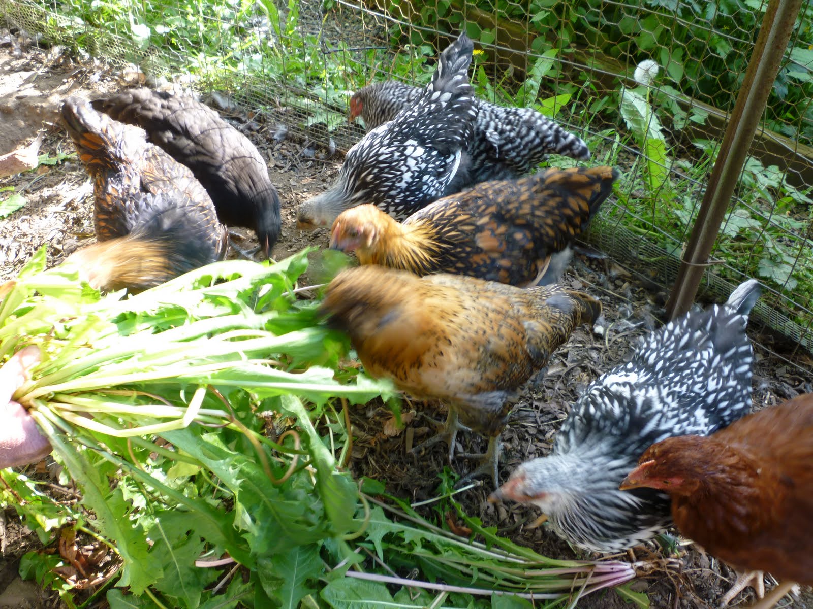 psychotomimetic rain drops: Spring Chickens