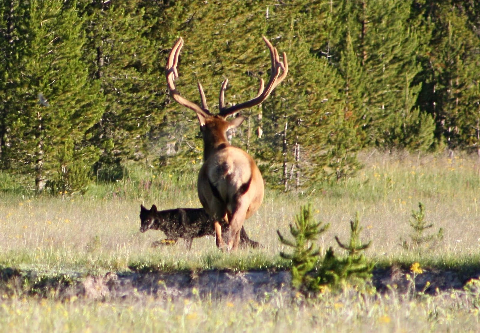 Furr: wolf testing bull elk