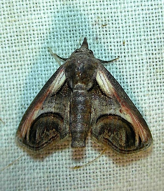 Field Biology in Southeastern Ohio: Noctuid Moths & Tiger Moths