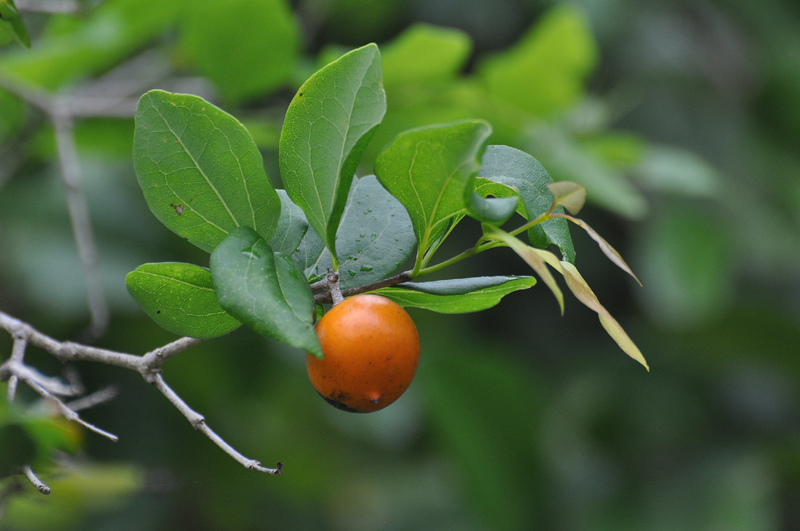 Alam Mengembang Jadi Guru: 10 Tanaman yang Paling Mematikan