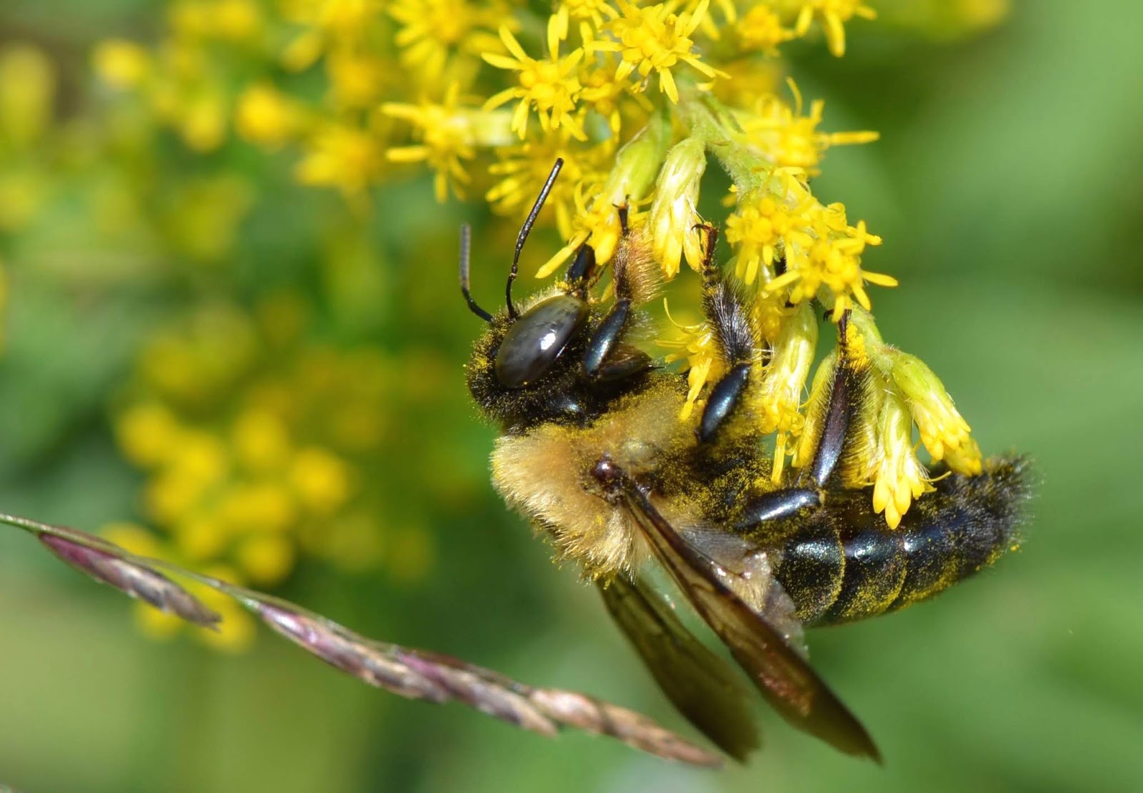 Urban Wildlife Guide: Autumn
