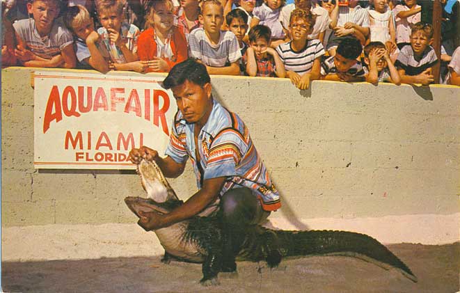 *Postcard Gems: Alligator Wrestling