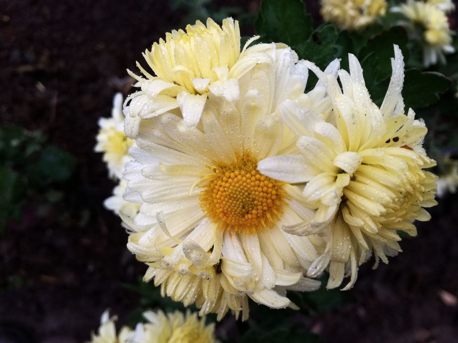 cele patru anotimpuri: Tufănele