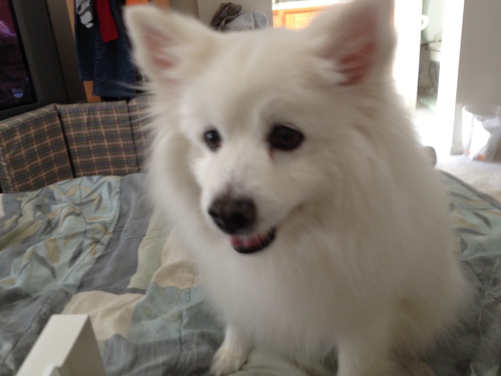 Casper D Dog - Hi! My name is Casper. I am a mini American Eskimo Dog ...
