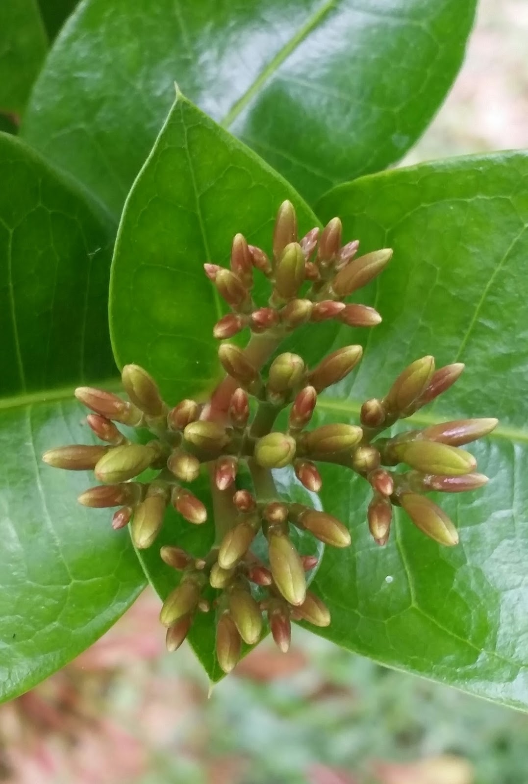 Warisan Petani: Pokok Siantan