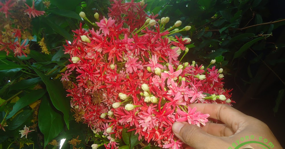 Cara Tanam Bibit Bunga Melati Merah / Melati Belanda Beli Online