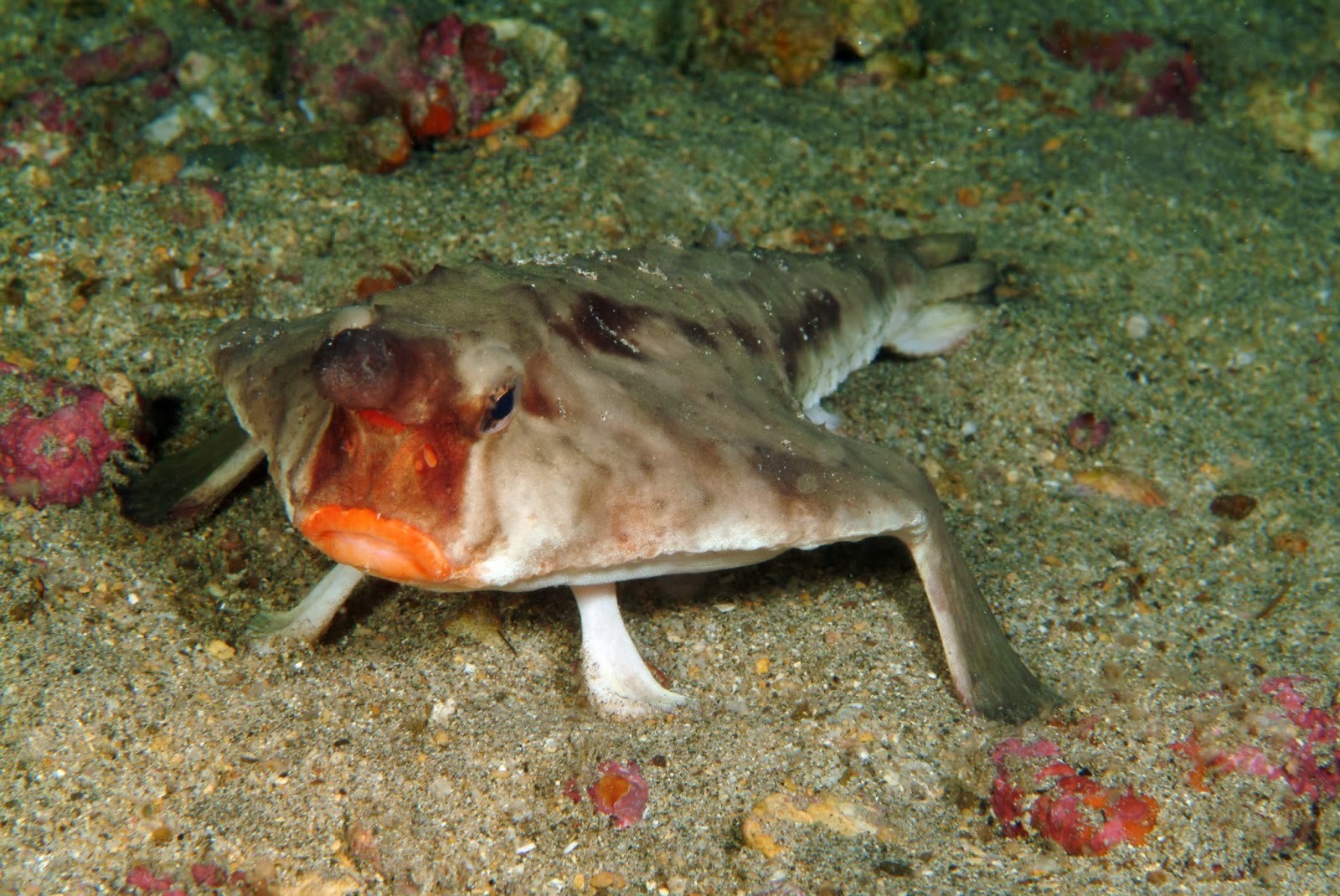 Pez murciélago de labios rojos (Ogcocephalus darwini)