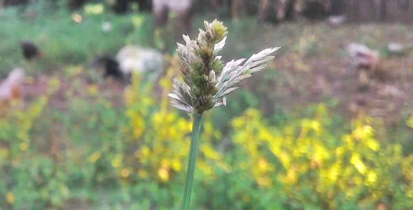 Foto Keindahan Bunga-Bunga Rumput Liar