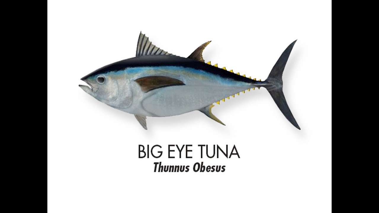 ANPP Animales y Plantas de Perú: Atún de Ojo Grande - Thunnus obesus