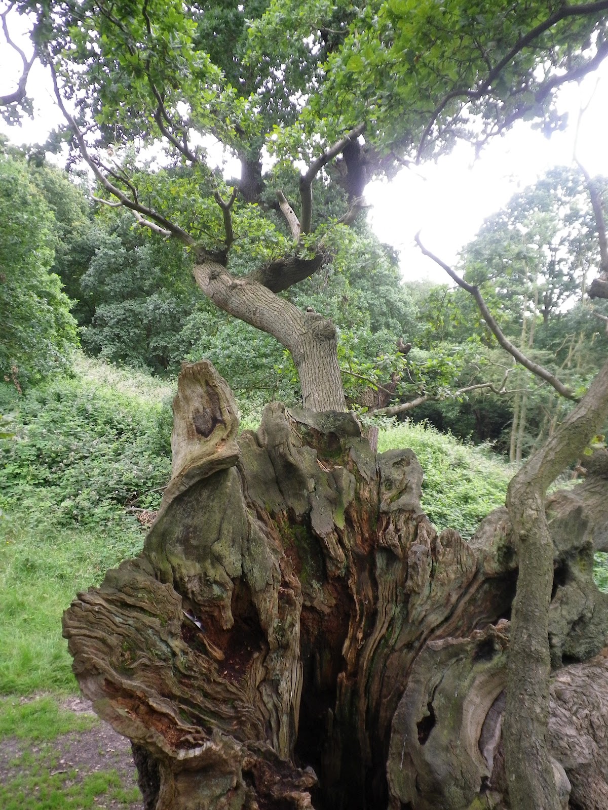 Necess City: Old Knobbley - A wise old tree in Essex