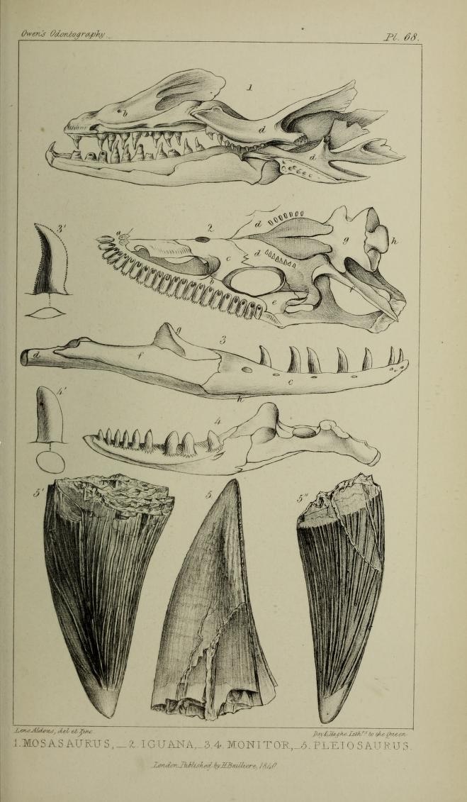 Mark P. Witton's Blog: In pursuit of giant pliosaurids and whale-sized ...