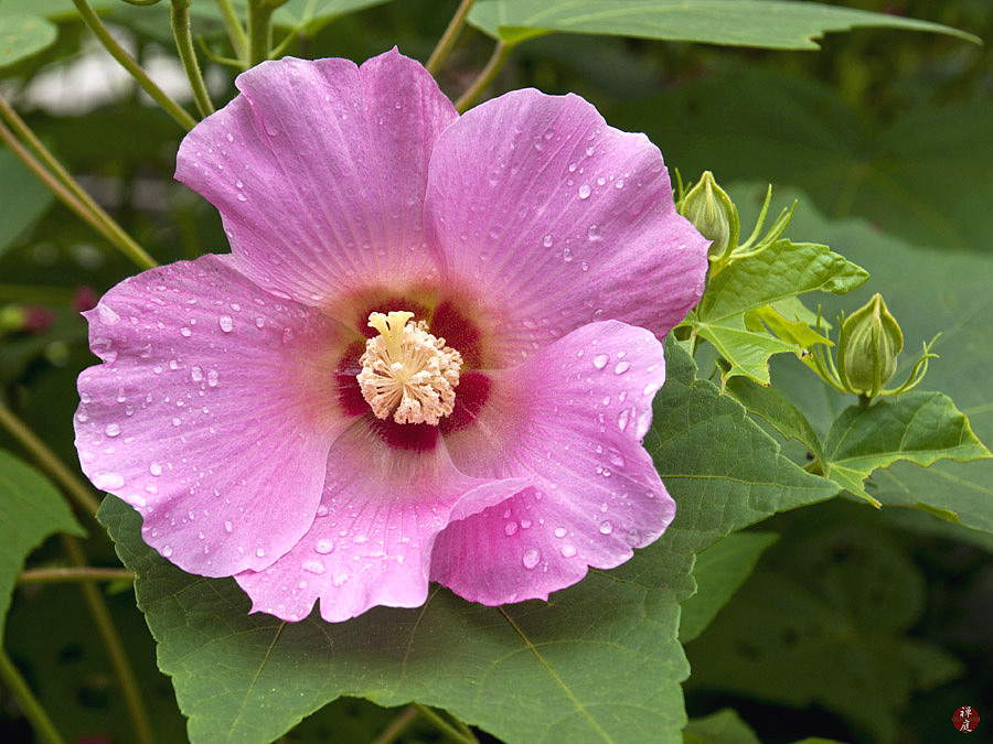 FROM THE GARDEN OF ZEN: September 2011