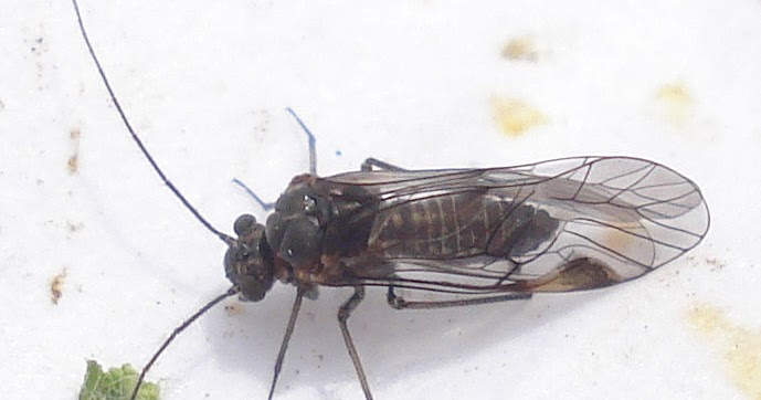 Variety of Life: Amphigerontia