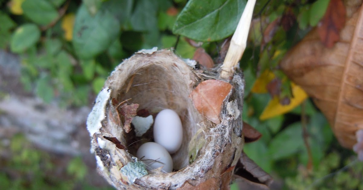 Aloha Windmill Farms: Help Them Get Out of Town!