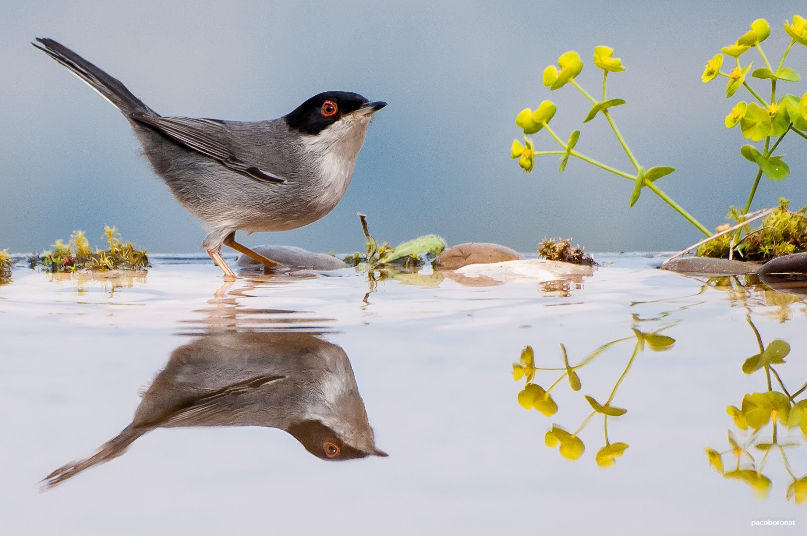 pacoboronat: CURRUCAS