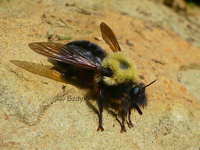 The Sentimental Entomologist: It's not what it looks like: Wanna bees ...